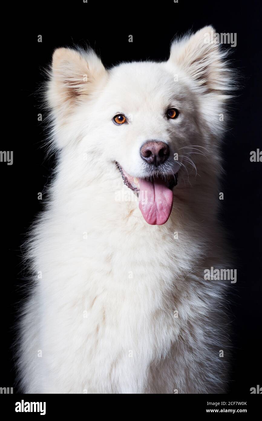 Amazing dog hi-res stock photography and images - Alamy