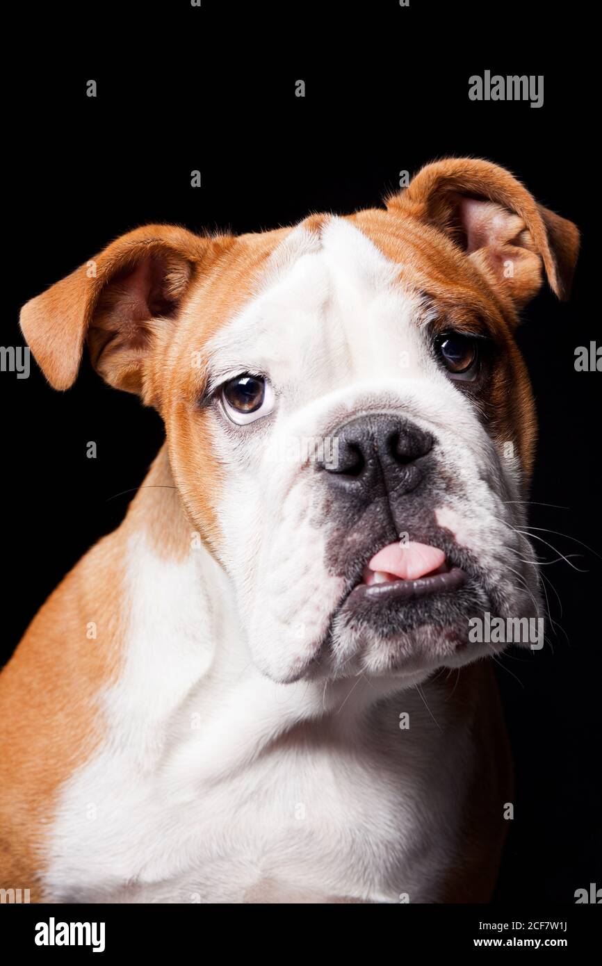 Bulldog ingles hi-res stock photography and images - Alamy