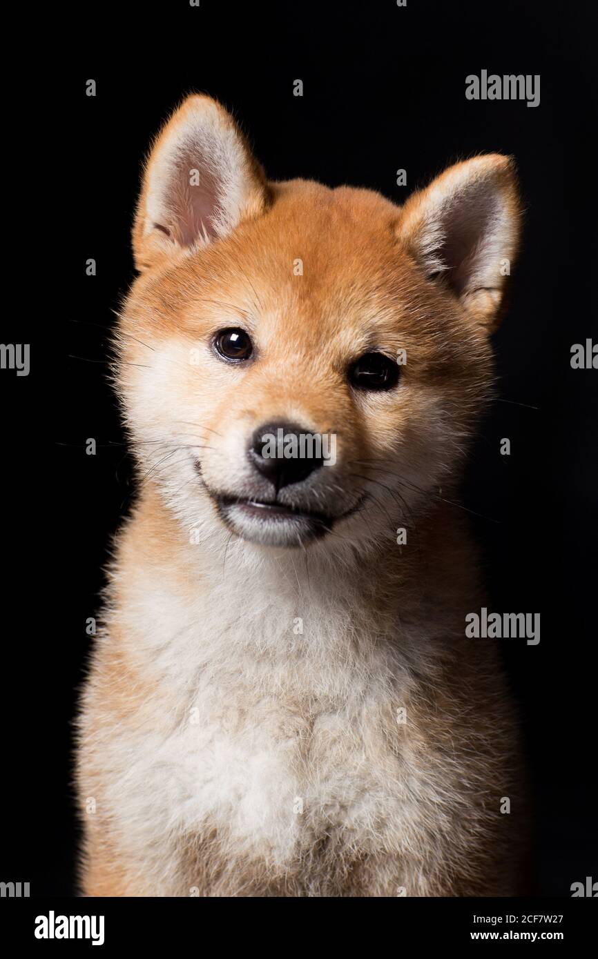 Excited shiba inu hi-res stock photography and images - Alamy