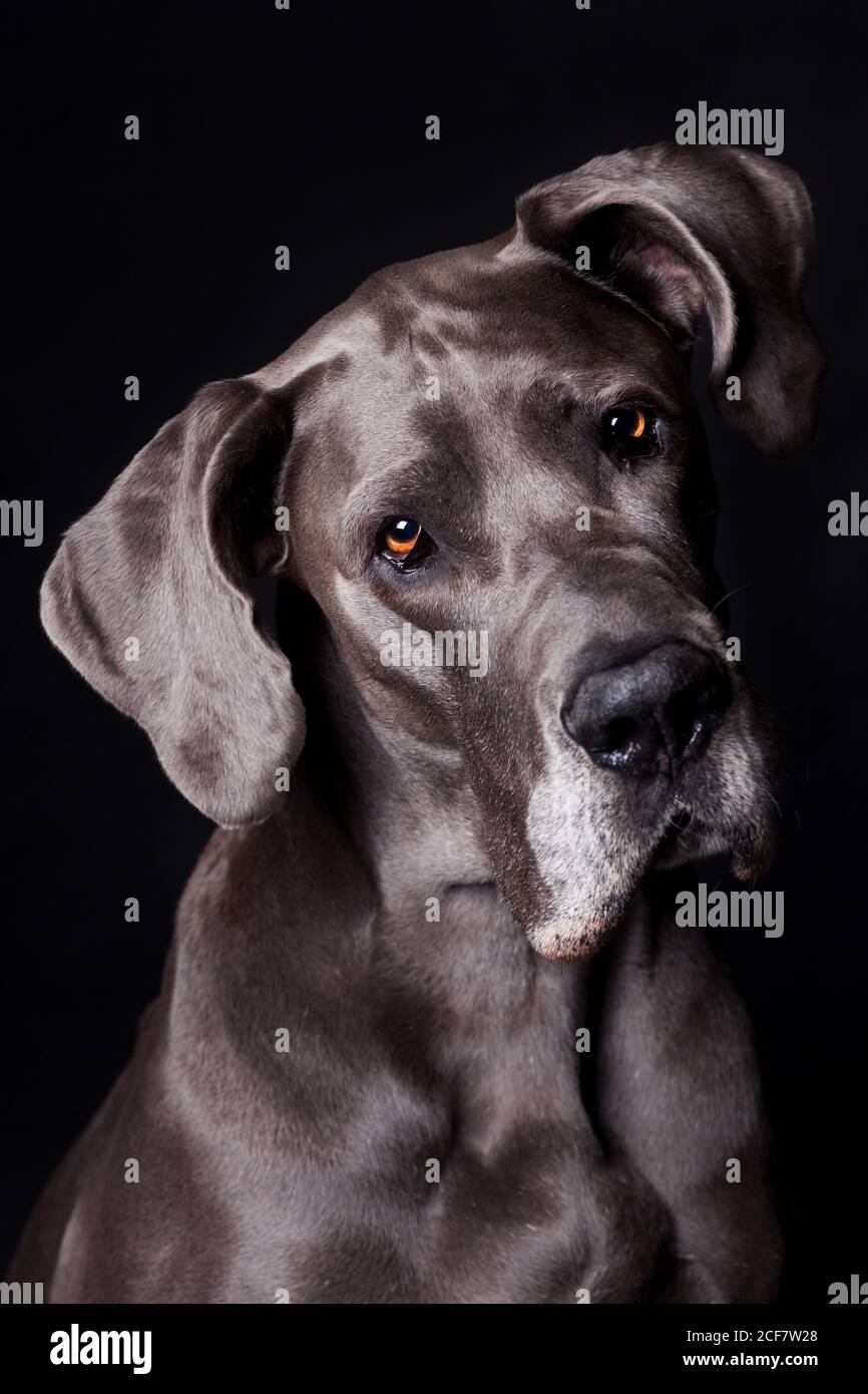 Amazing dog staring at camera Stock Photo - Alamy