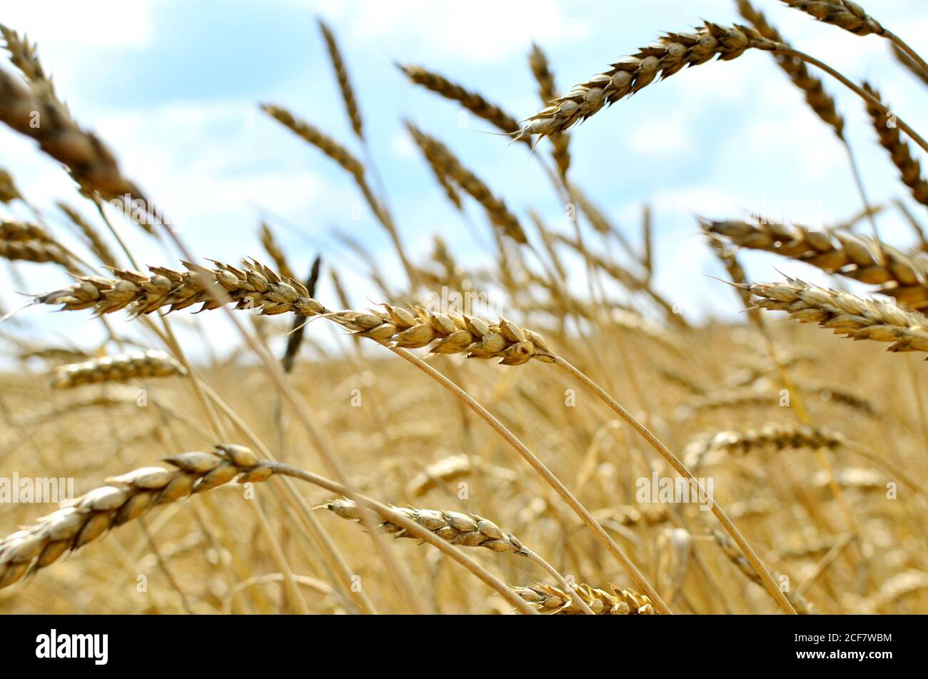View of a field with ripe wheat with a golden hue in the sun. Summer ...