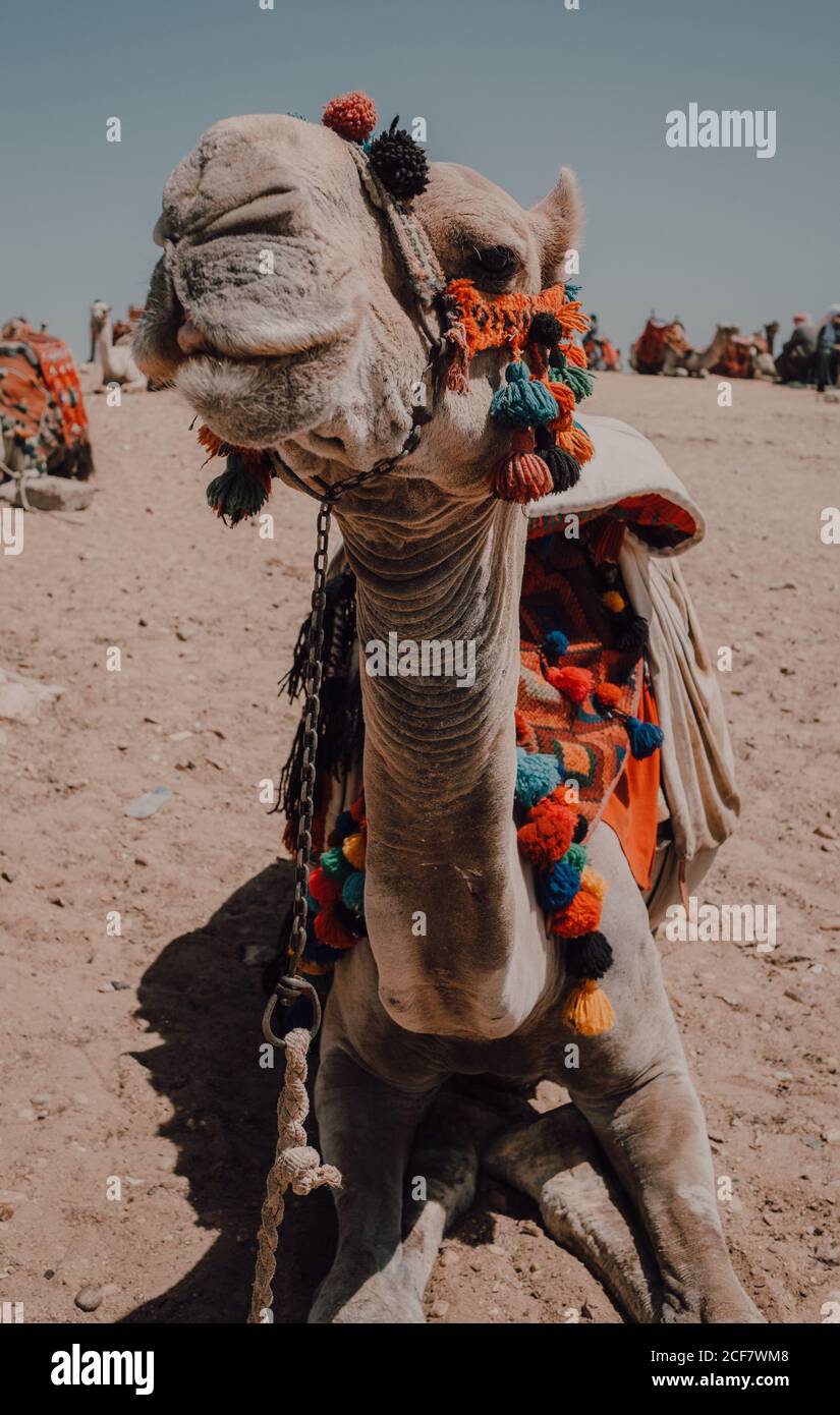 camel with ornamental saddles standing near camera while traveling with ...
