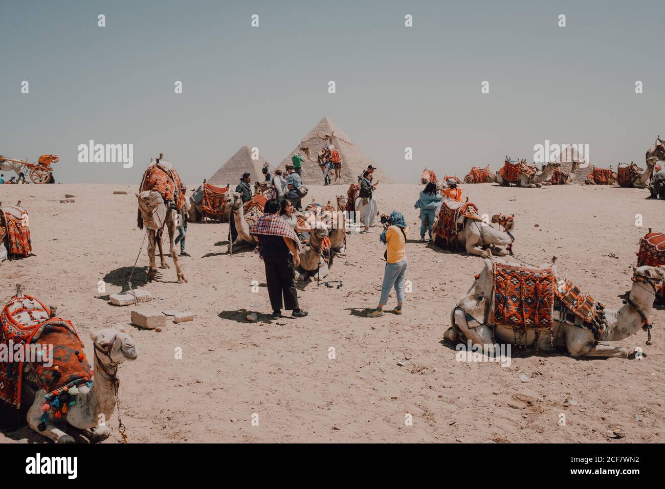 Cairo, Egypt - April, 12 2019: Group of travelers and caravan camels ...