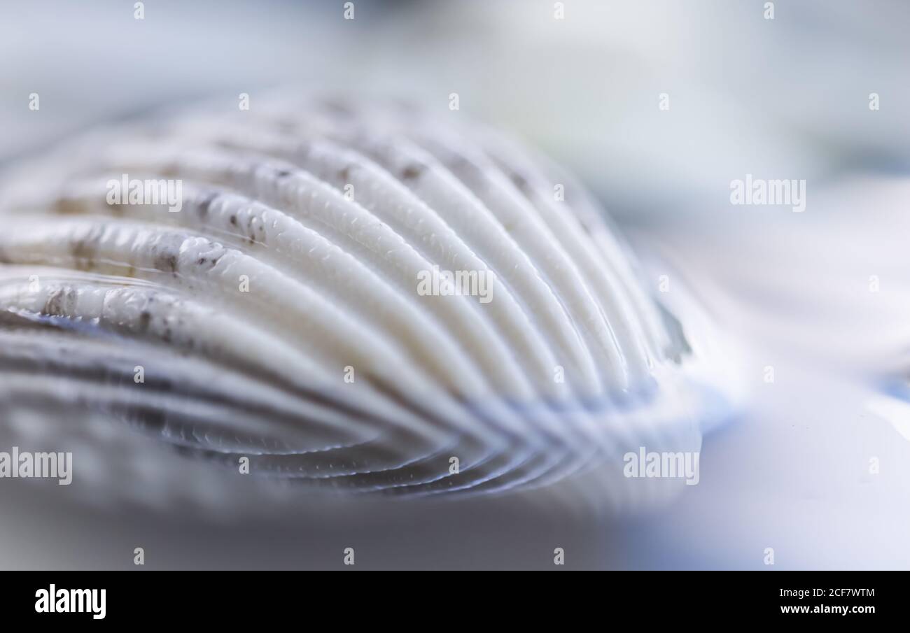 White conch shell on water with reflection Stock Photo - Alamy