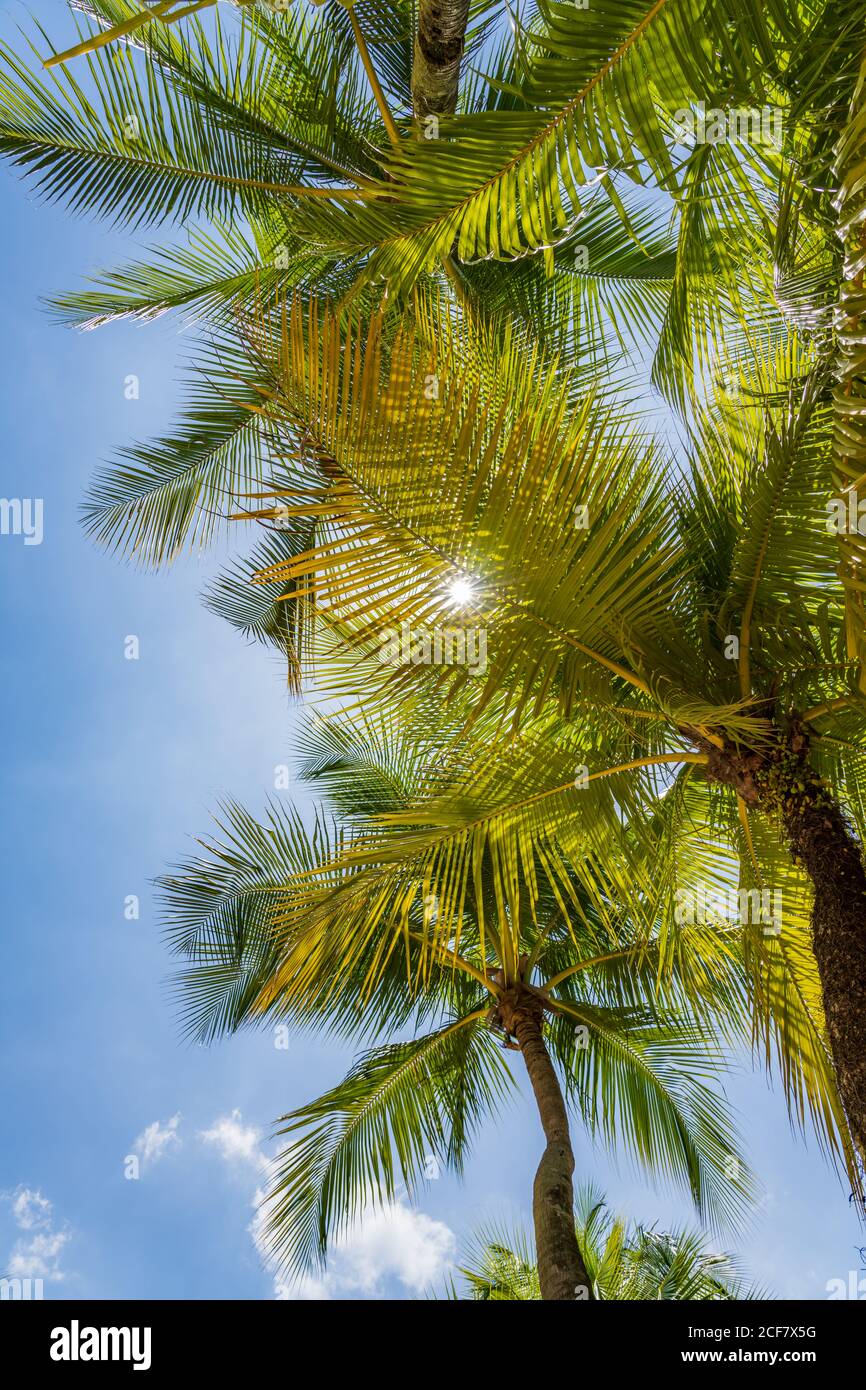 Coconut trees over bright blue sky Stock Photo - Alamy