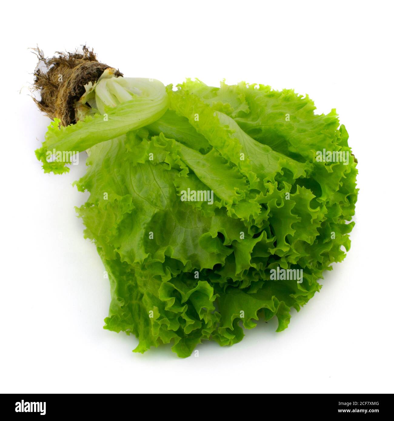 bunch of fresh green lettuce with roots isolated on the white ...