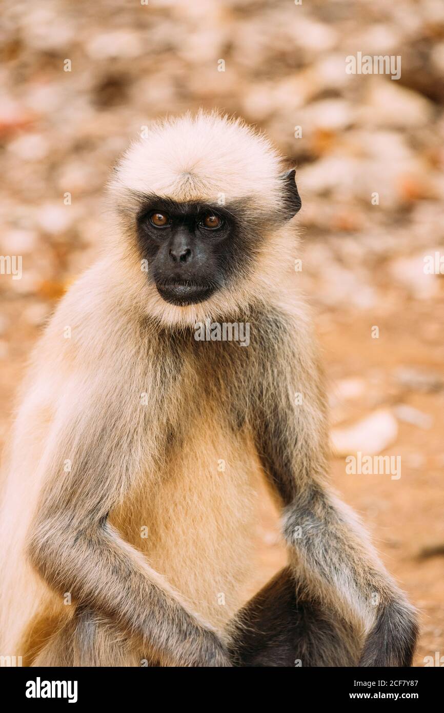 Goa, India. Gray Langur Monkey Sitting On Forest Ground Stock Photo - Alamy