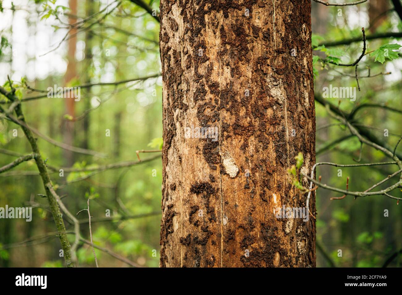 Old Pine Bark Fell Off From Damage To Tree Trunk By Insects - Ants ...