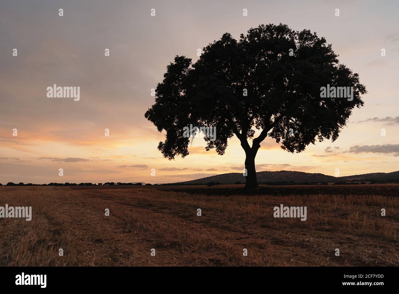 Silhouette of lonely tree growing in field against cloudy sundown sky ...