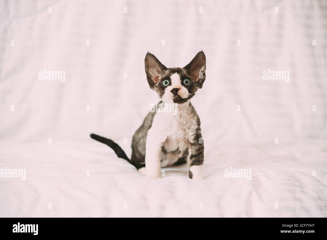 Funny Curious Young Gray Devon Rex Kitten Sitting At Home Sofa. Short ...