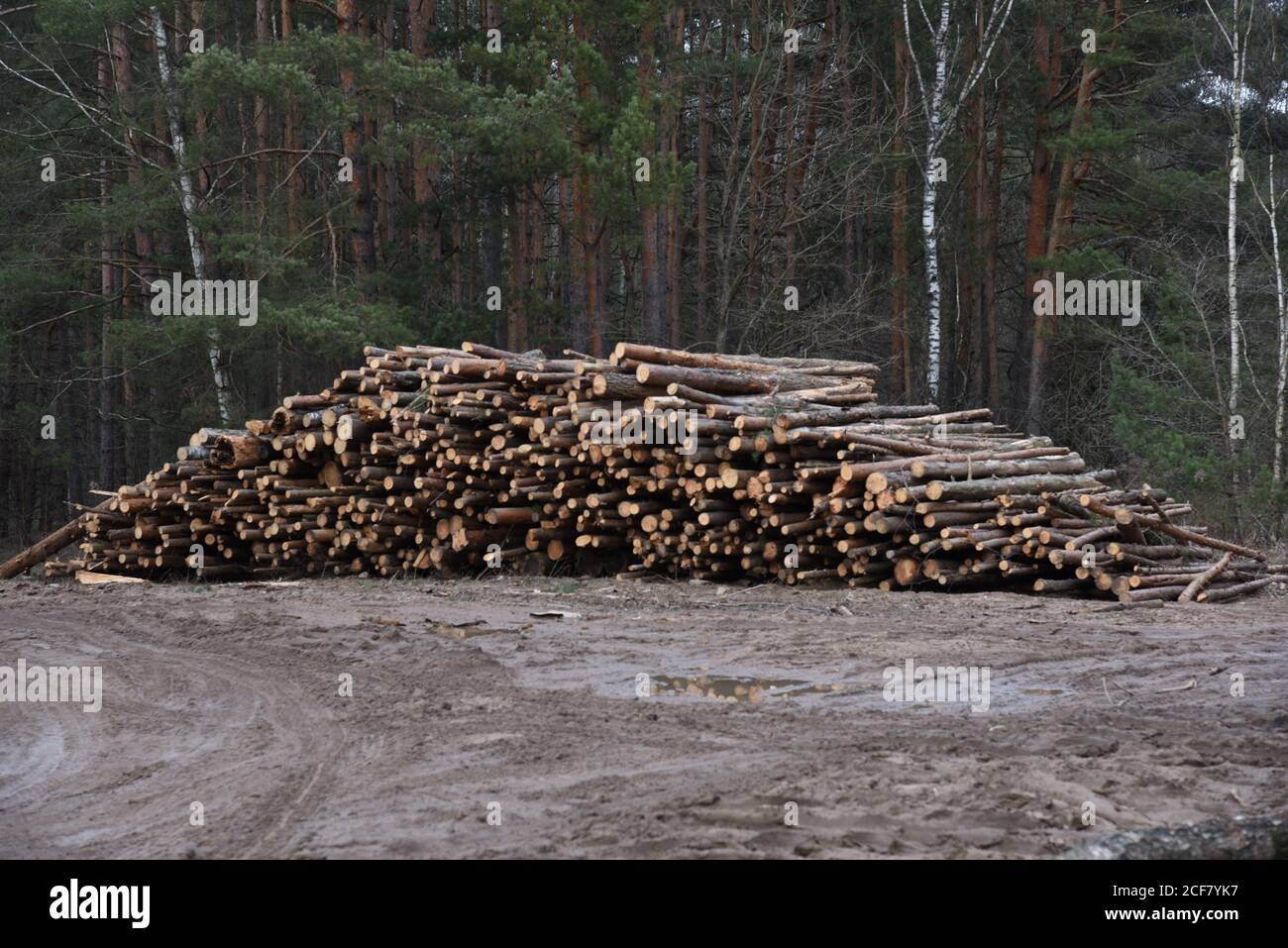 Stack of cut pine tree logs in a forest. Wood logs, timber logging ...