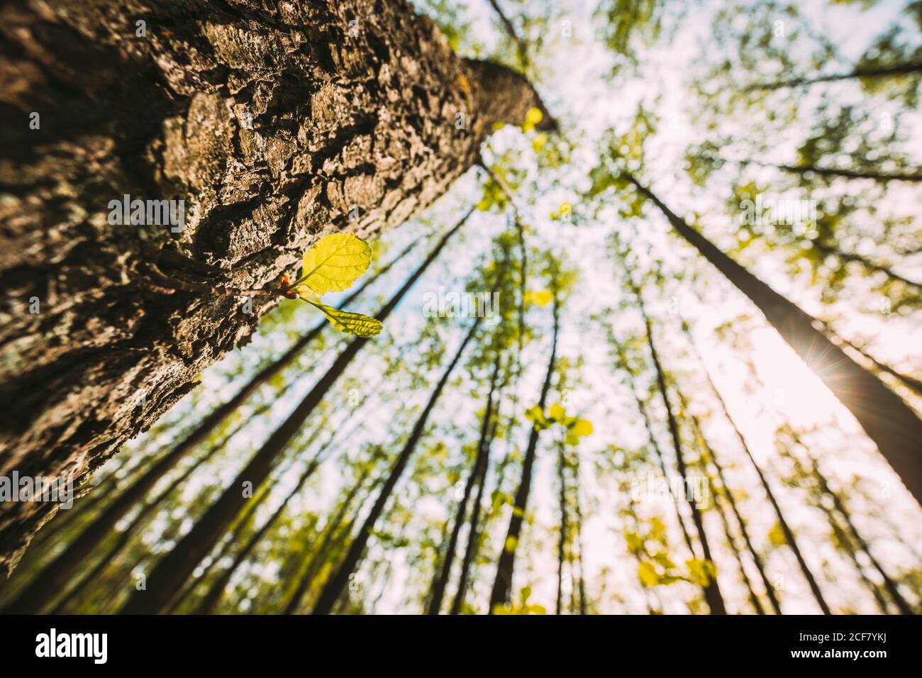 Growing Small Young Spring Sprigs Green Leaf Of Trunk Tree. Summer ...