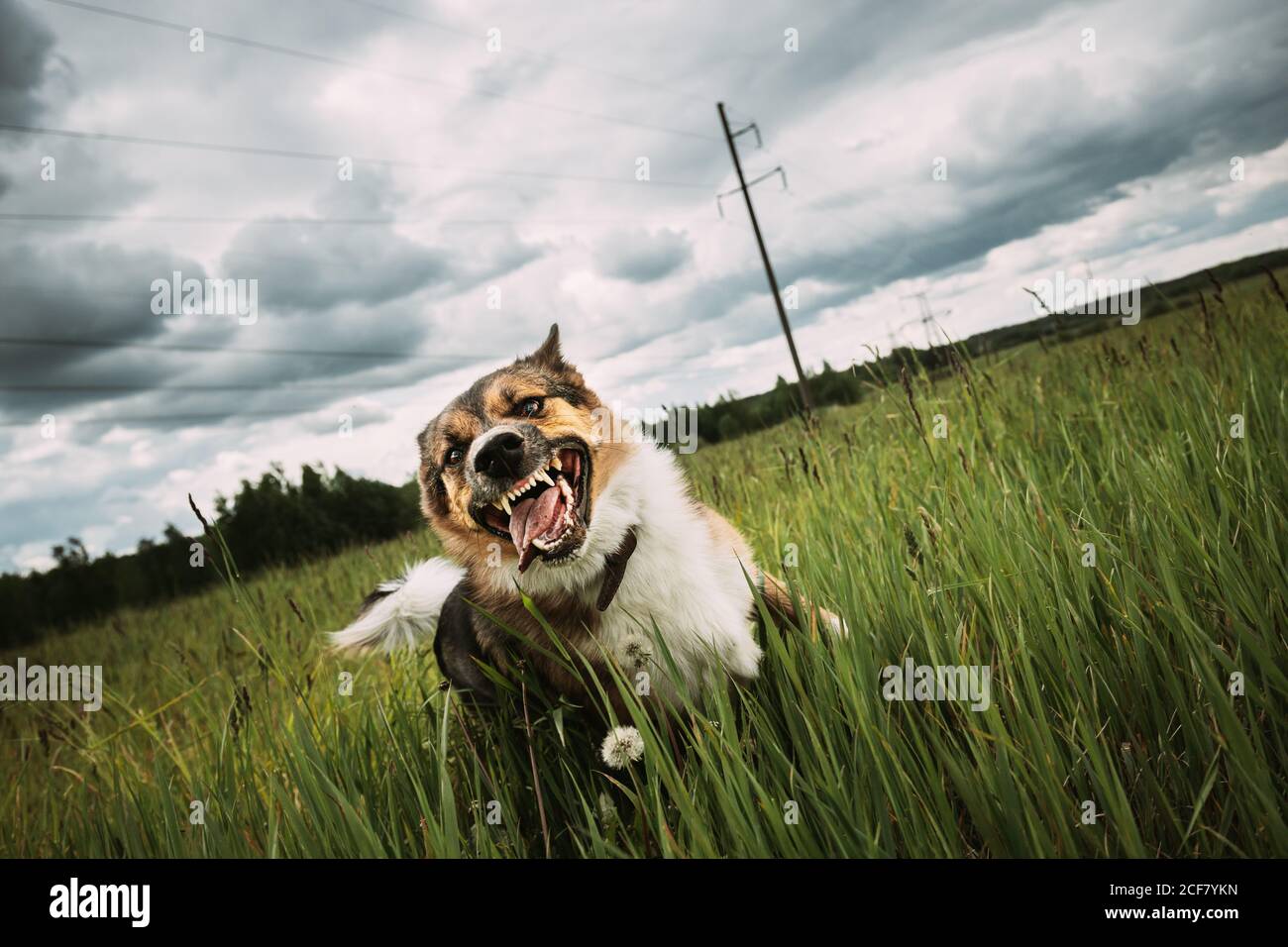 Angry Aggressive Mad Dog Running Outdoors In Green Meadow On Camera ...
