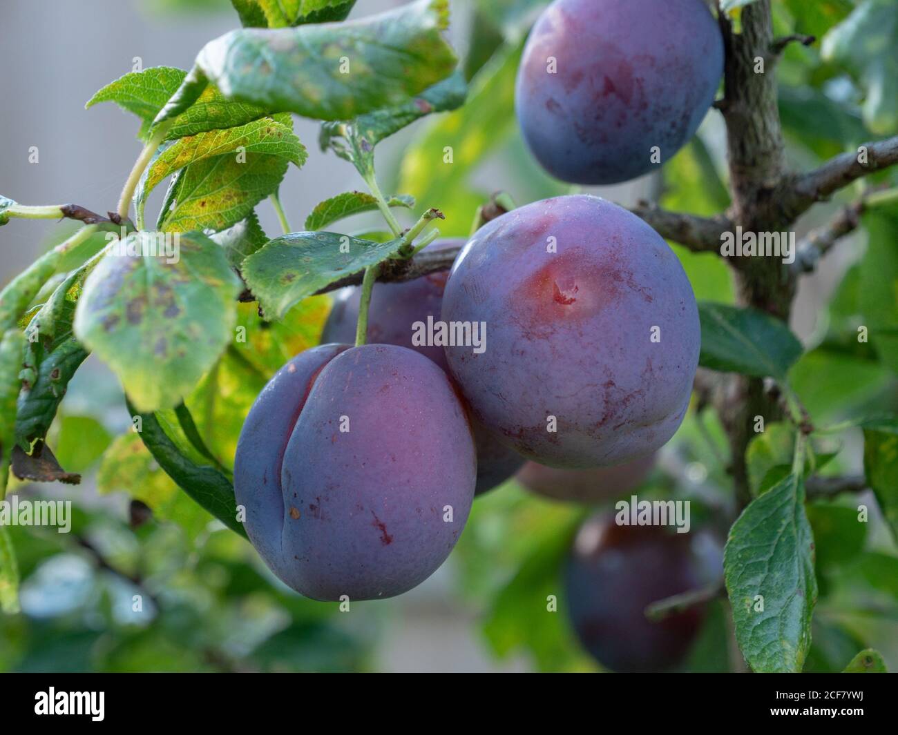 Marjorie’s seedling plum hi-res stock photography and images - Alamy