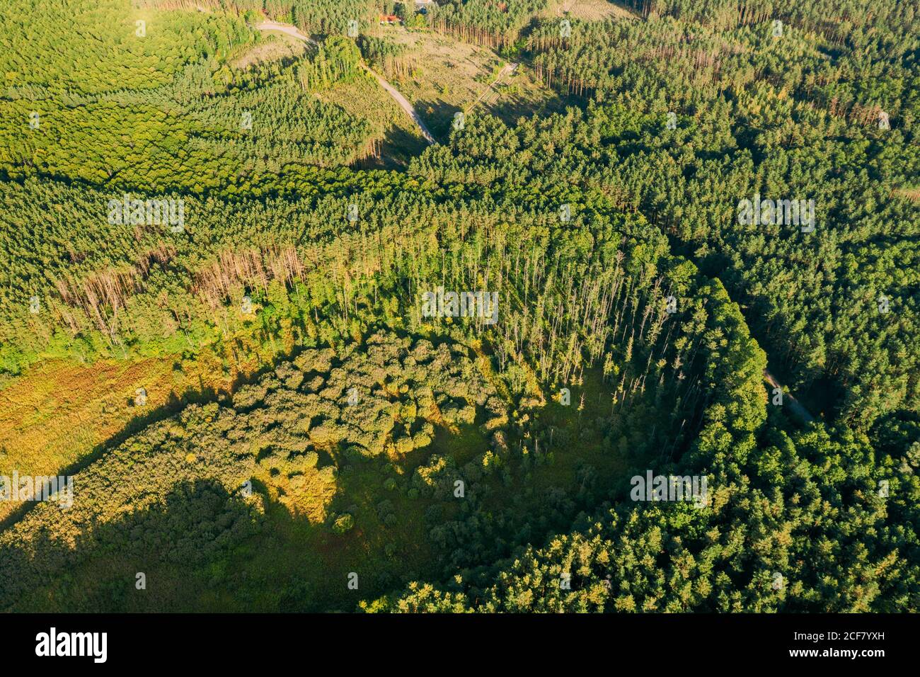 Aerial View Of Evergreen Green Coniferous Forest Landscape. Top View ...