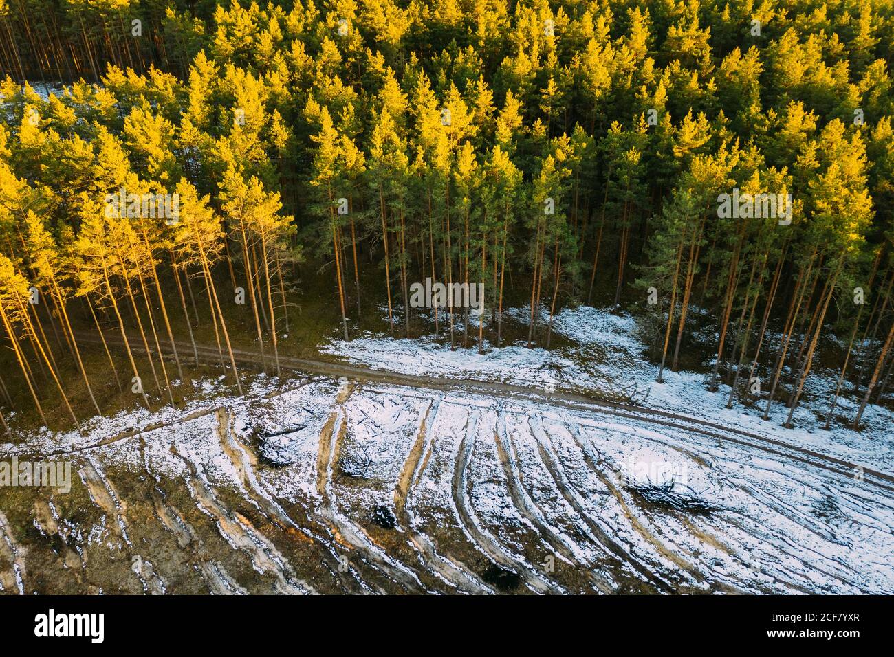 Aerial View Of Coniferous Trees Green Forest In Landscape At Early ...