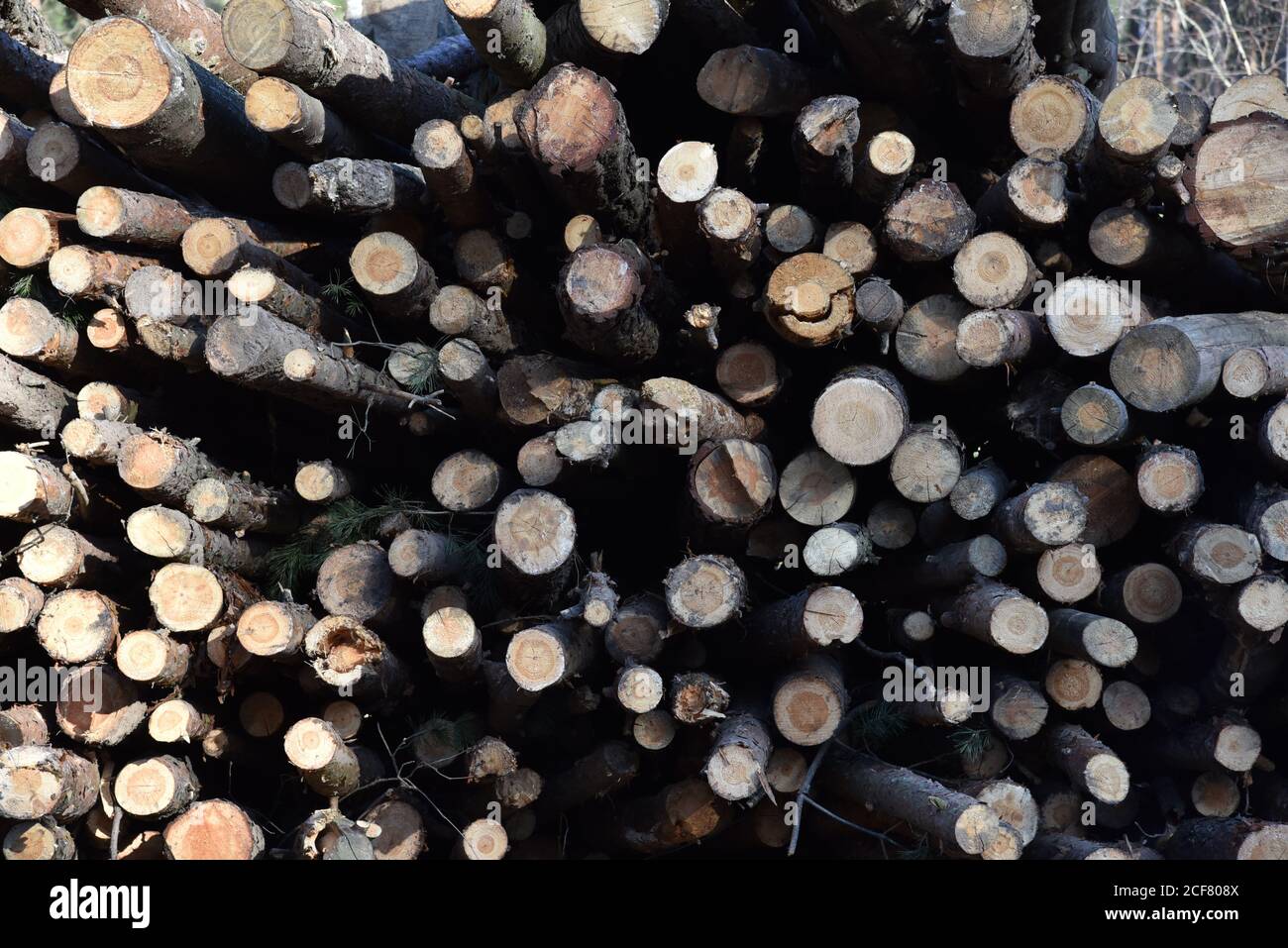 Stack of cut pine tree logs in a forest. Wood logs, timber logging ...