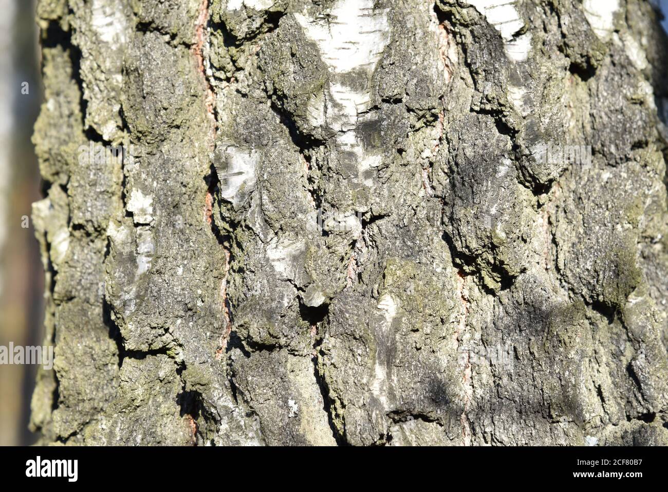 Natural background of the birch tree trunk bark. White wood texture ...