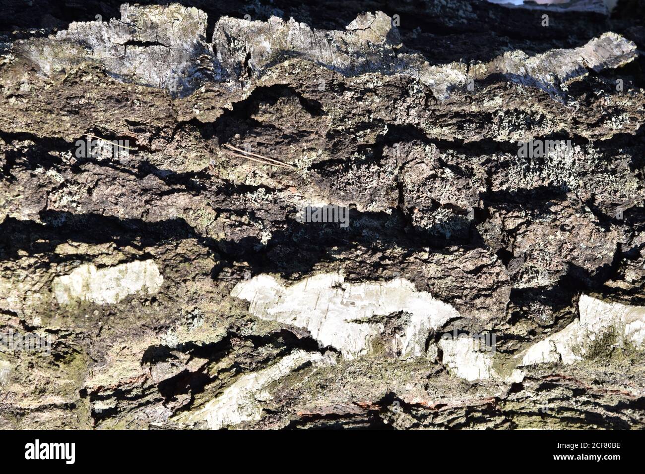 Natural background of the birch tree trunk bark. White wood texture ...