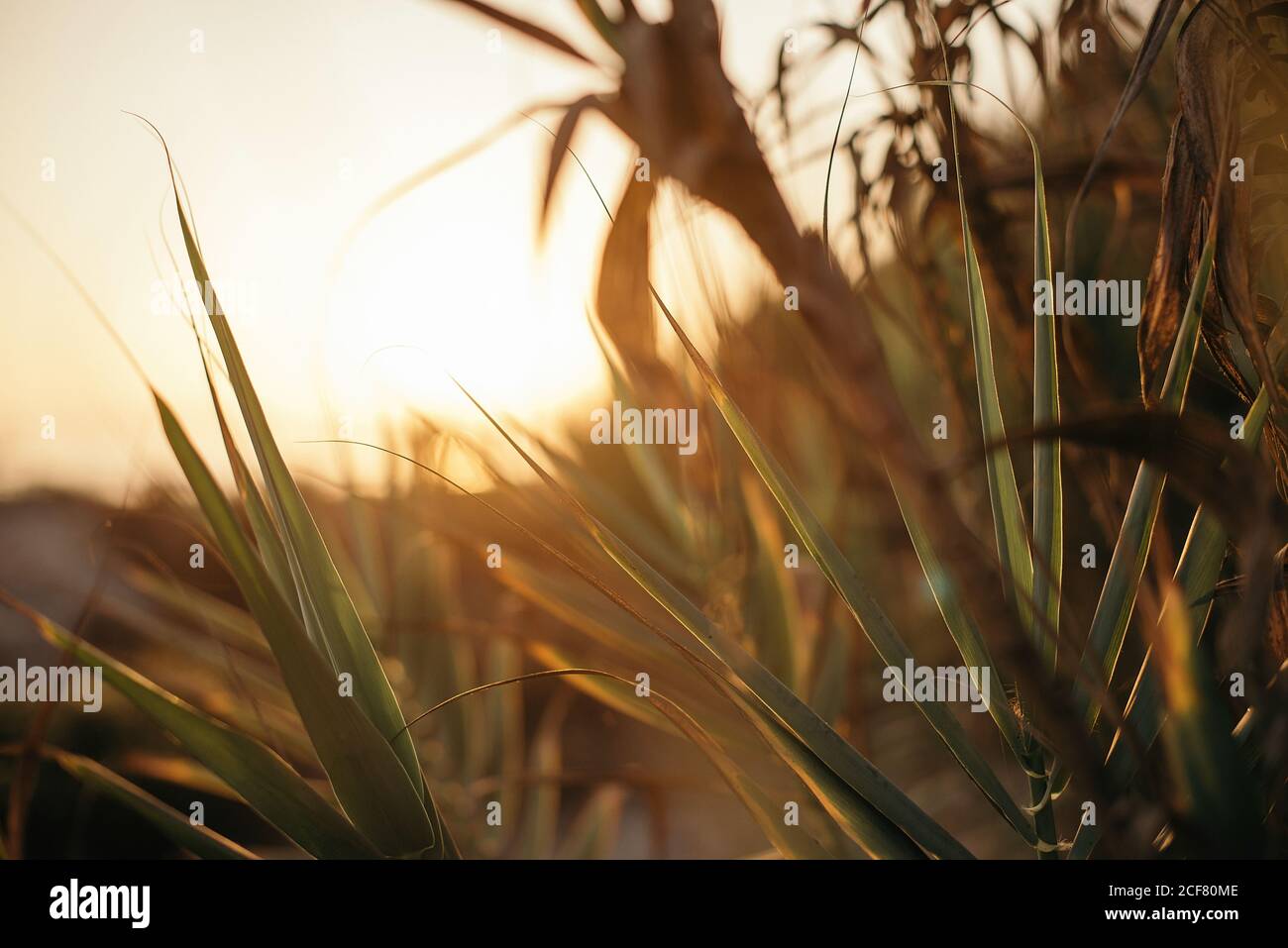 Back lit plants sunset sky back lit hi-res stock photography and images ...
