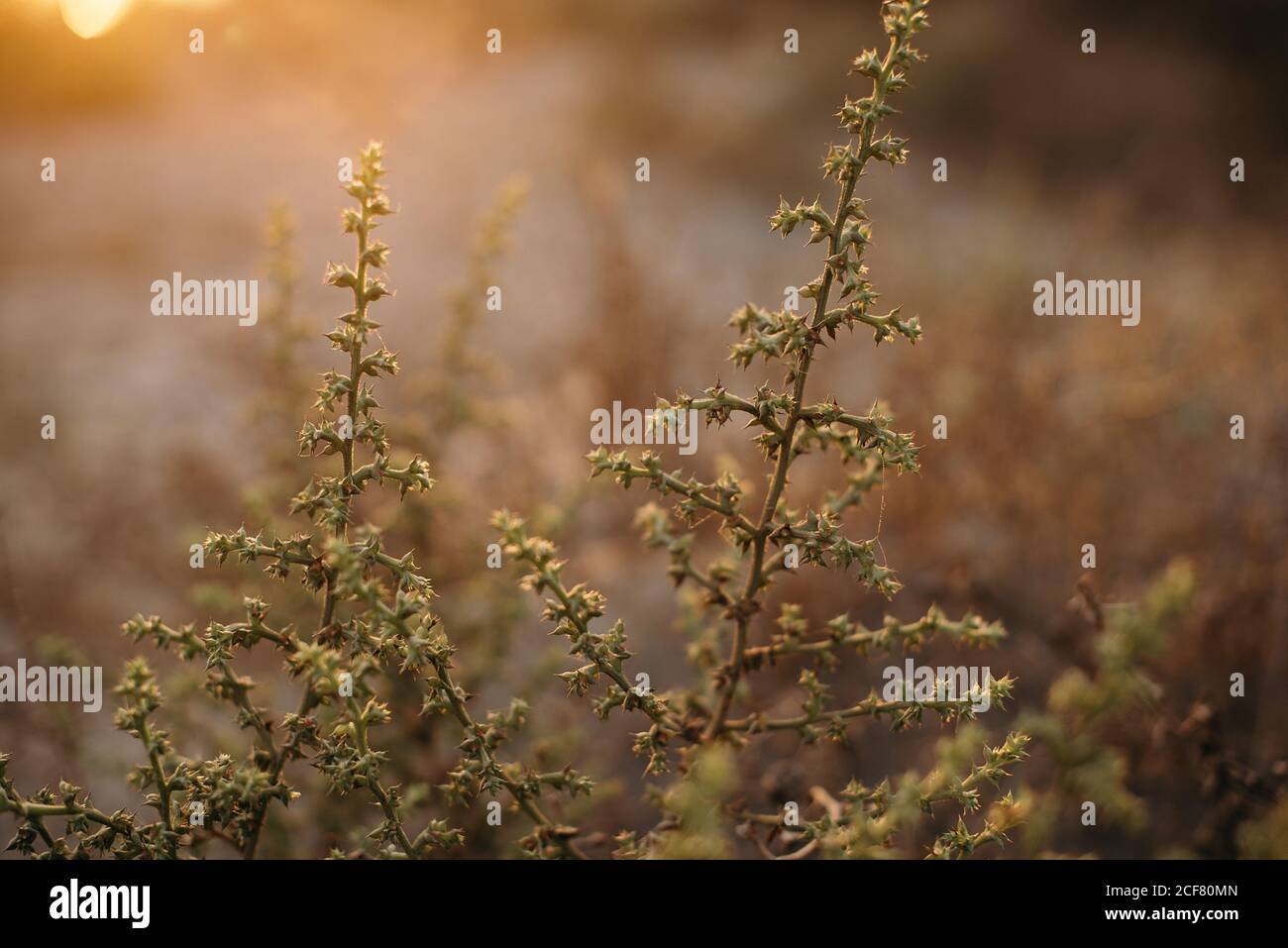 Green grass with many twigs growing on lawn against background of ...