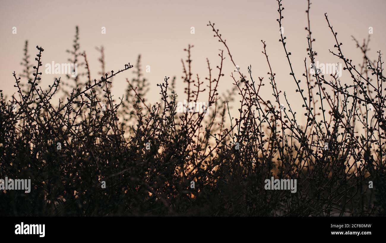 Green grass growing in field Stock Photo - Alamy