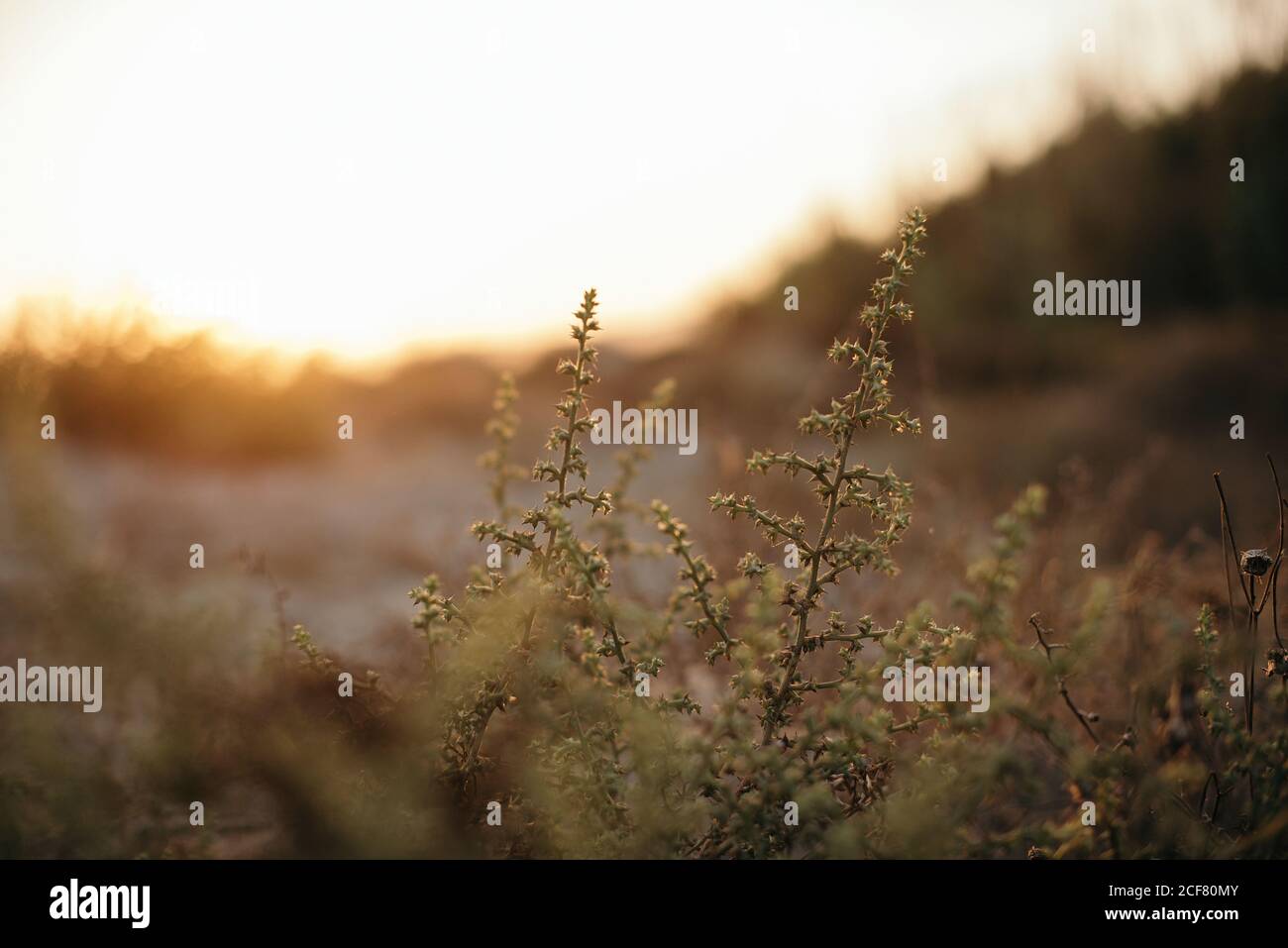 Green grass growing in field Stock Photo - Alamy