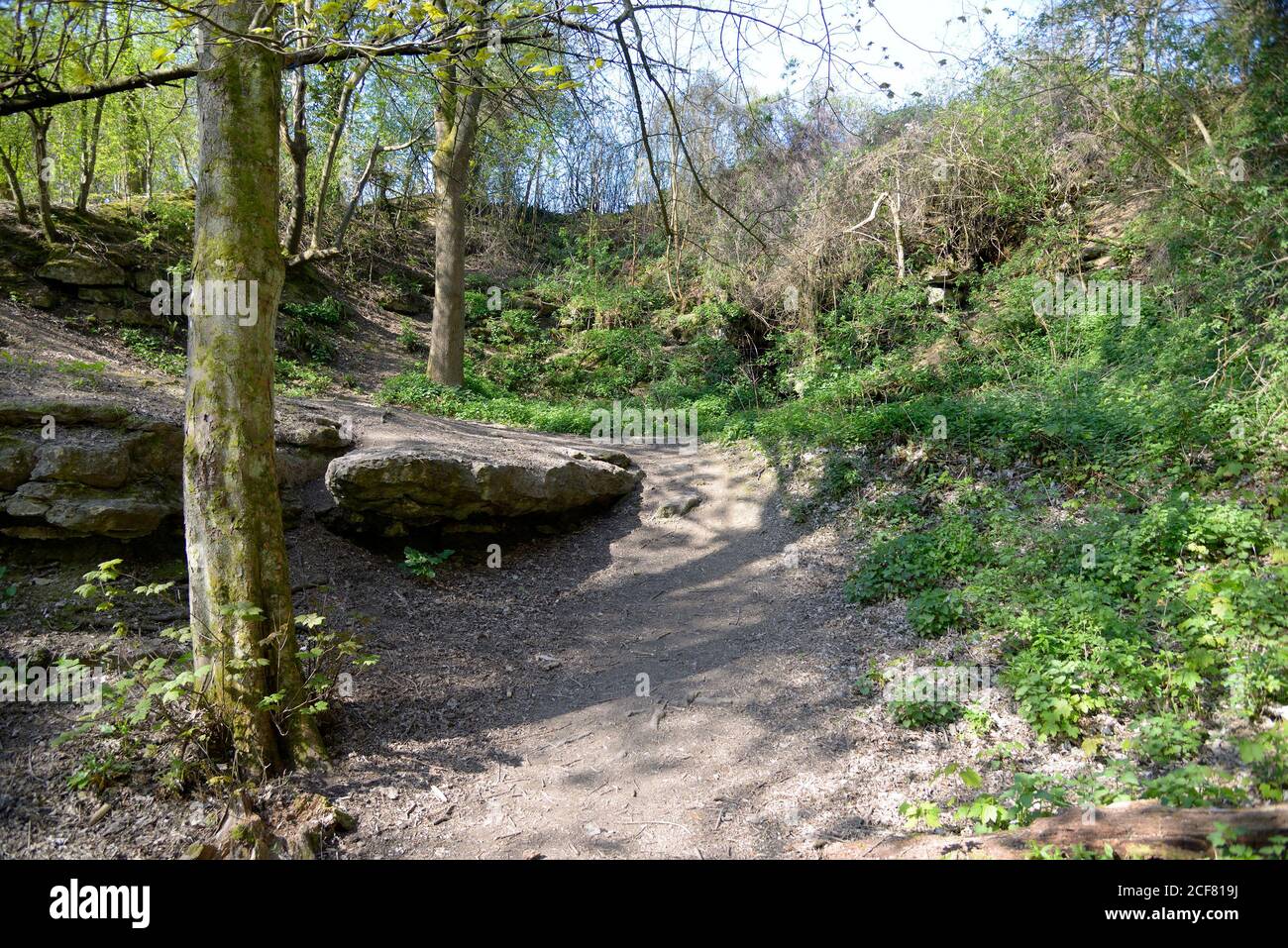 Woodland walk through a long-disused quarry. Boughton Monchelsea ...