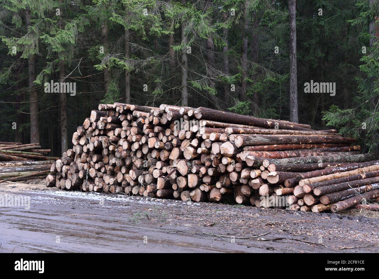 Stack of cut pine tree logs in a forest. Wood logs, timber logging ...