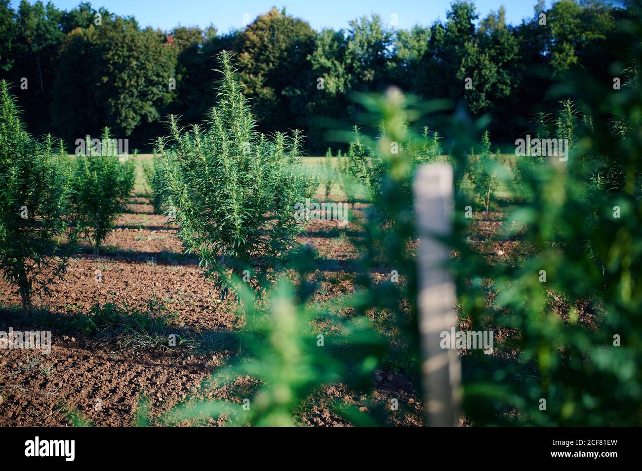Medical Marijuana field - legal commercial Cannabis field Stock Photo ...