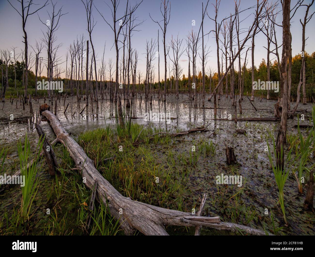 Straight tree trunks hi-res stock photography and images - Alamy