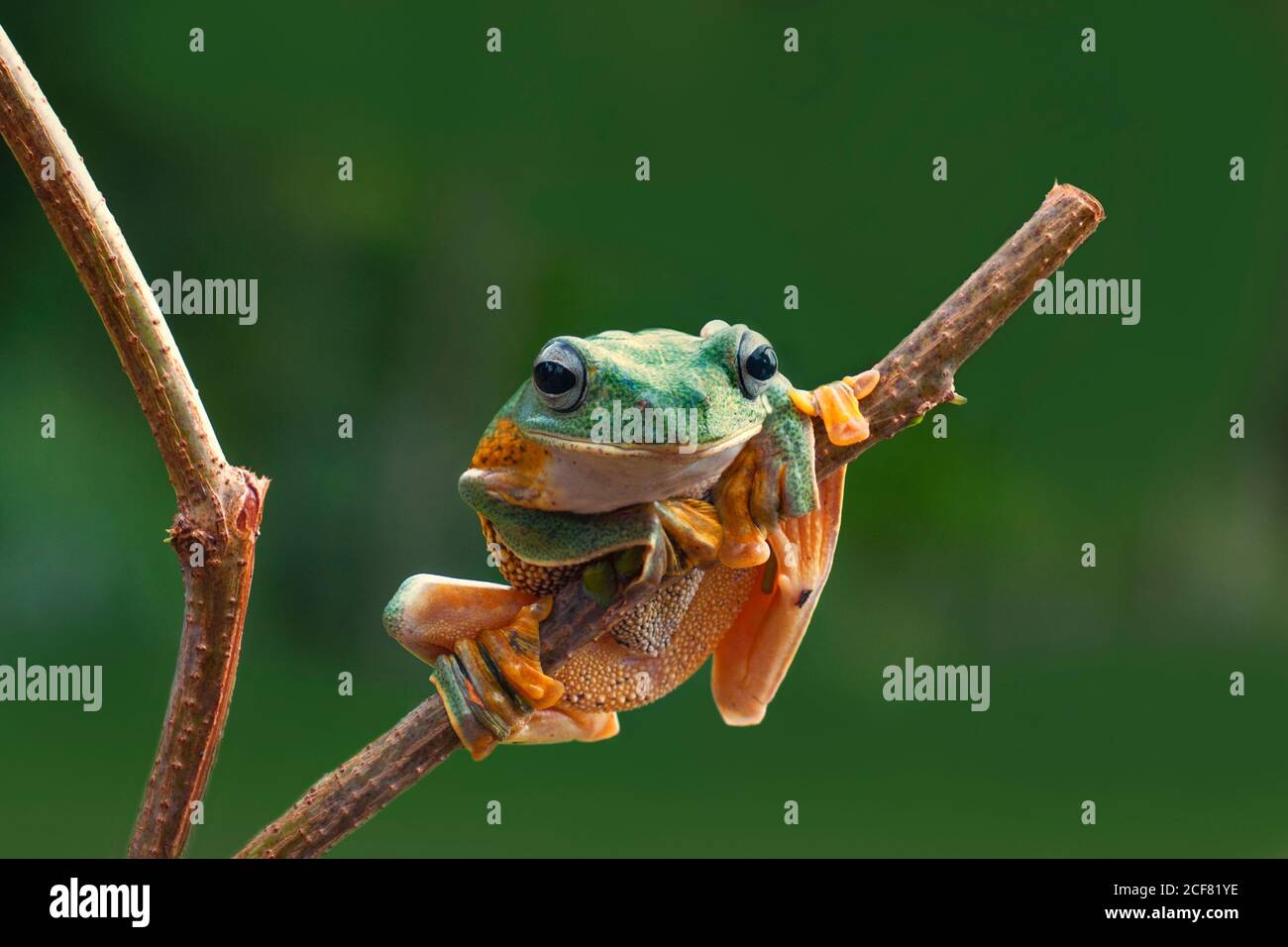 Flying frog hi-res stock photography and images - Alamy