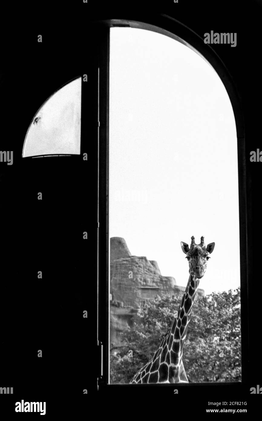 Adolescent giraffe at London Zoo in Regents Park seen through the barn ...