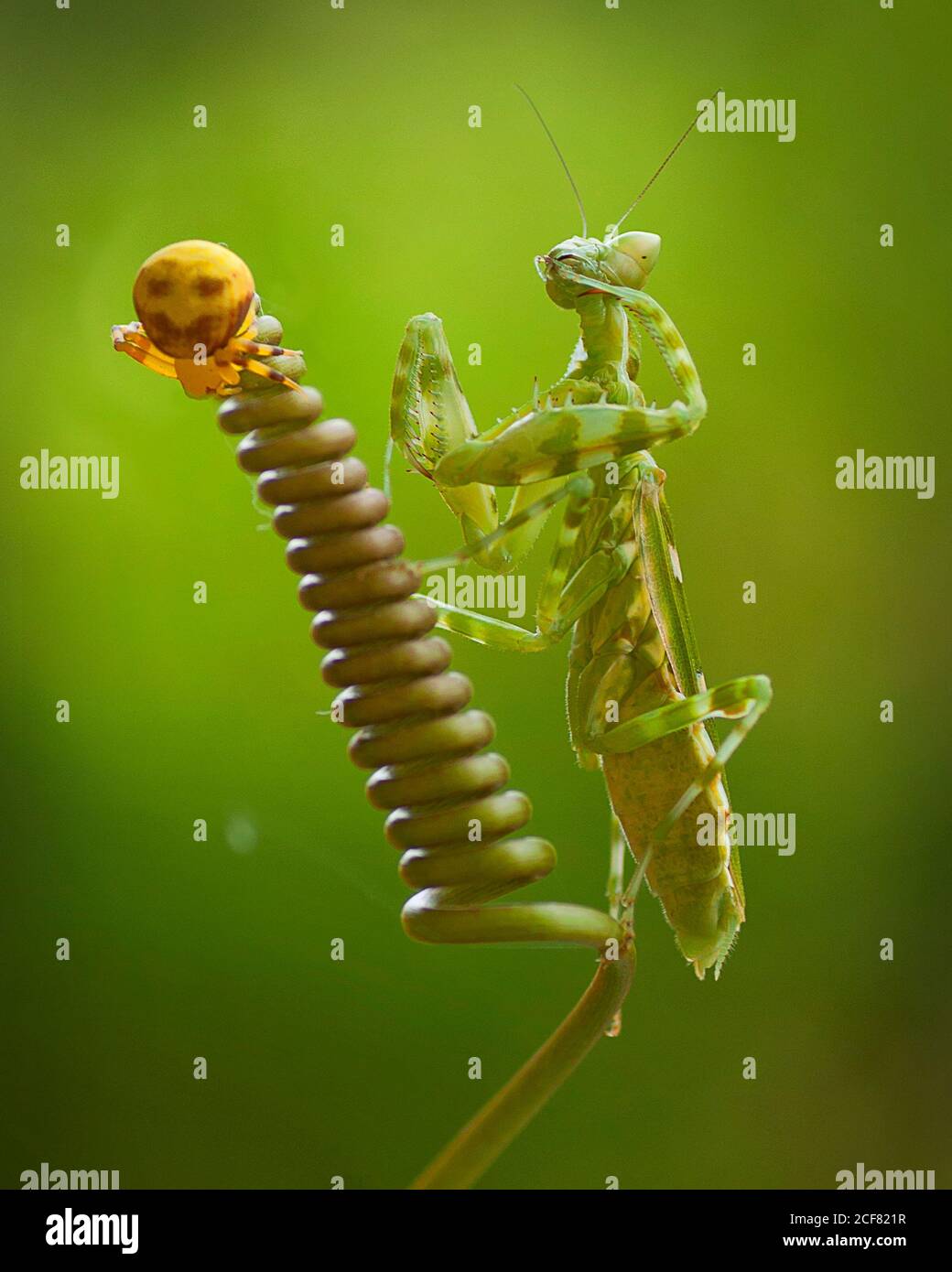Mantis or Praying Mantis Religiosa with Yellow Spider Stock Photo - Alamy