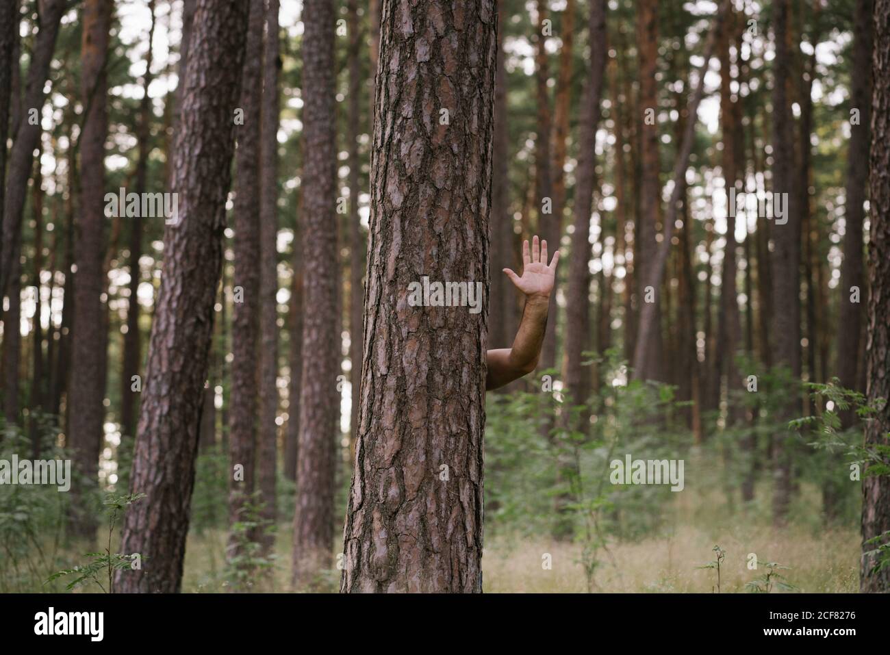 anonymous man hiding behind pine tree waving with bare hand while ...