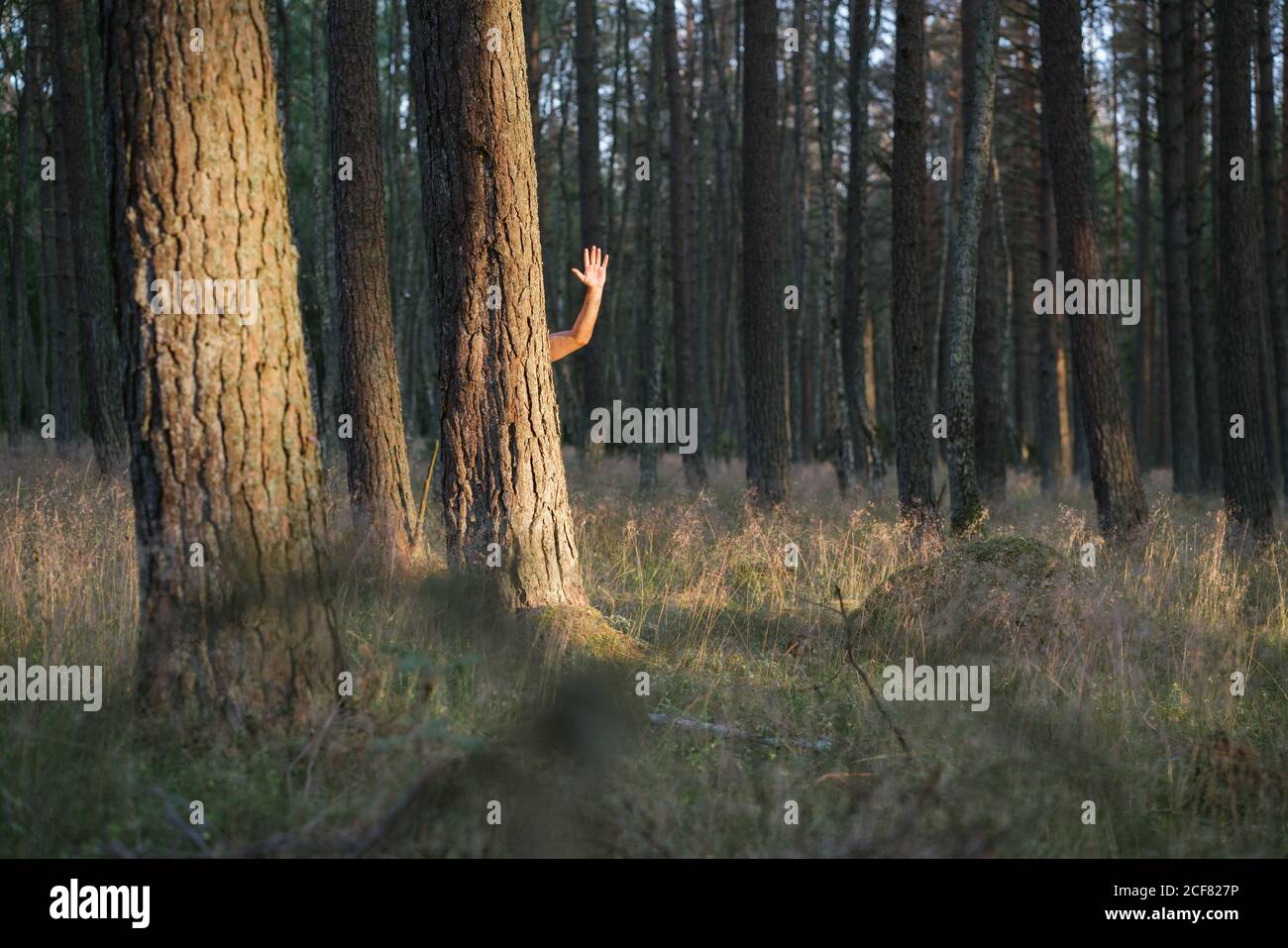 Man Hiding In Tree High Resolution Stock Photography and Images - Alamy