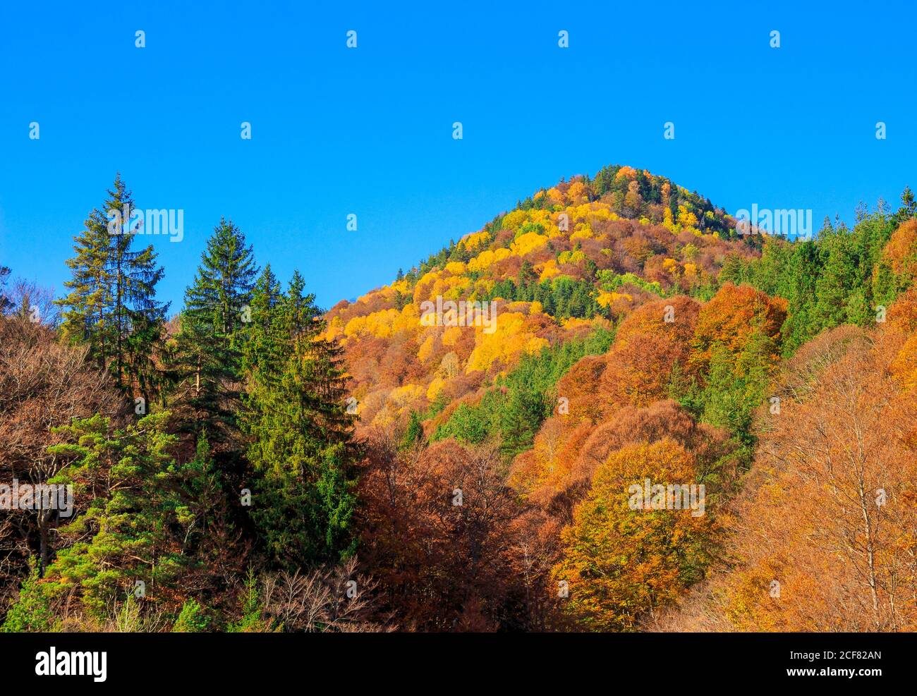 Colorful mountain hill at the autumn season Stock Photo - Alamy