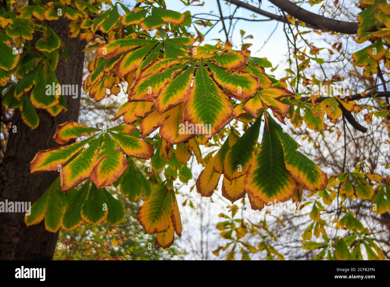 Beautiful colors of the fall, tree leaves in green, yellow and orange ...