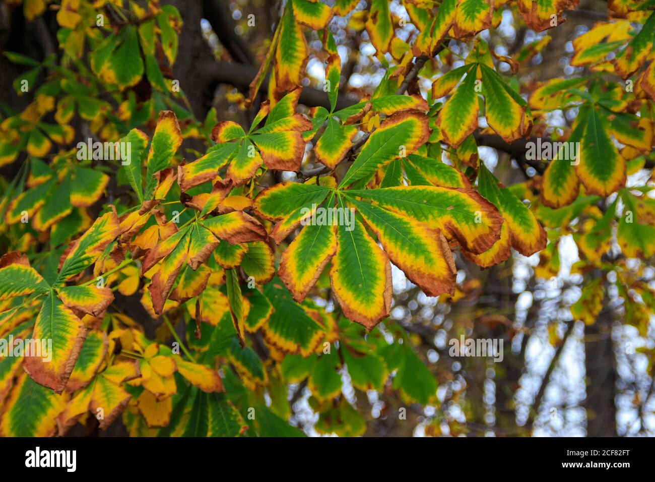 Tree leaves changing colors at autumn Stock Photo - Alamy
