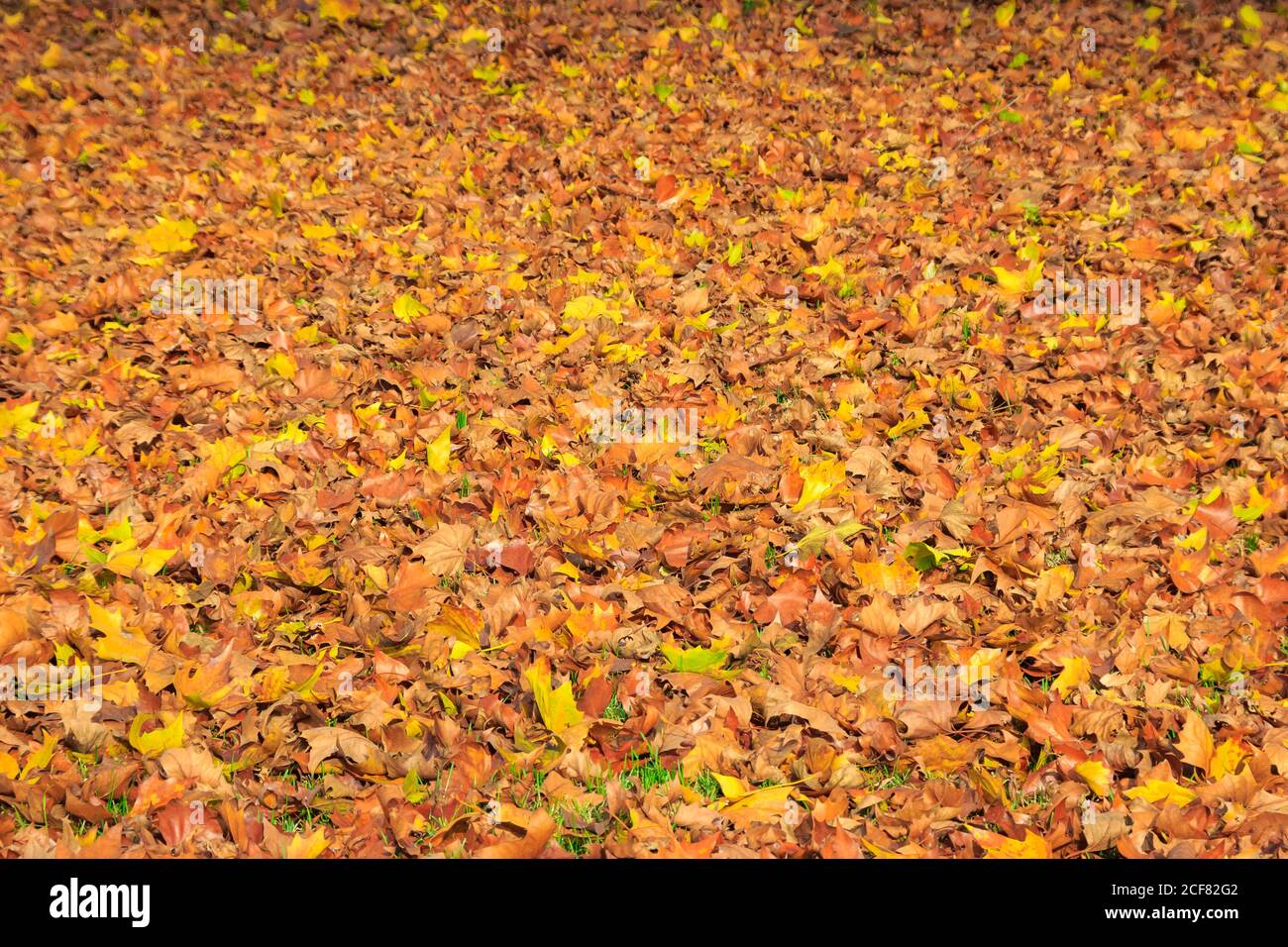 Orange leaves, autumn background texture Stock Photo - Alamy