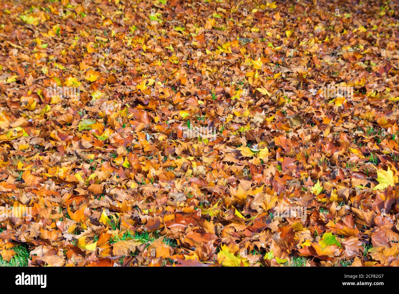 Fallen autumn leaves, texture Stock Photo - Alamy