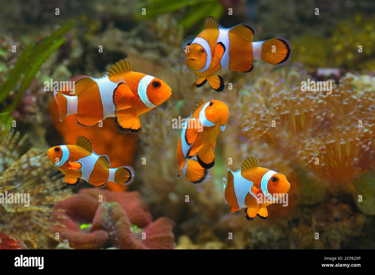 Cute anemonefish hi-res stock photography and images - Alamy