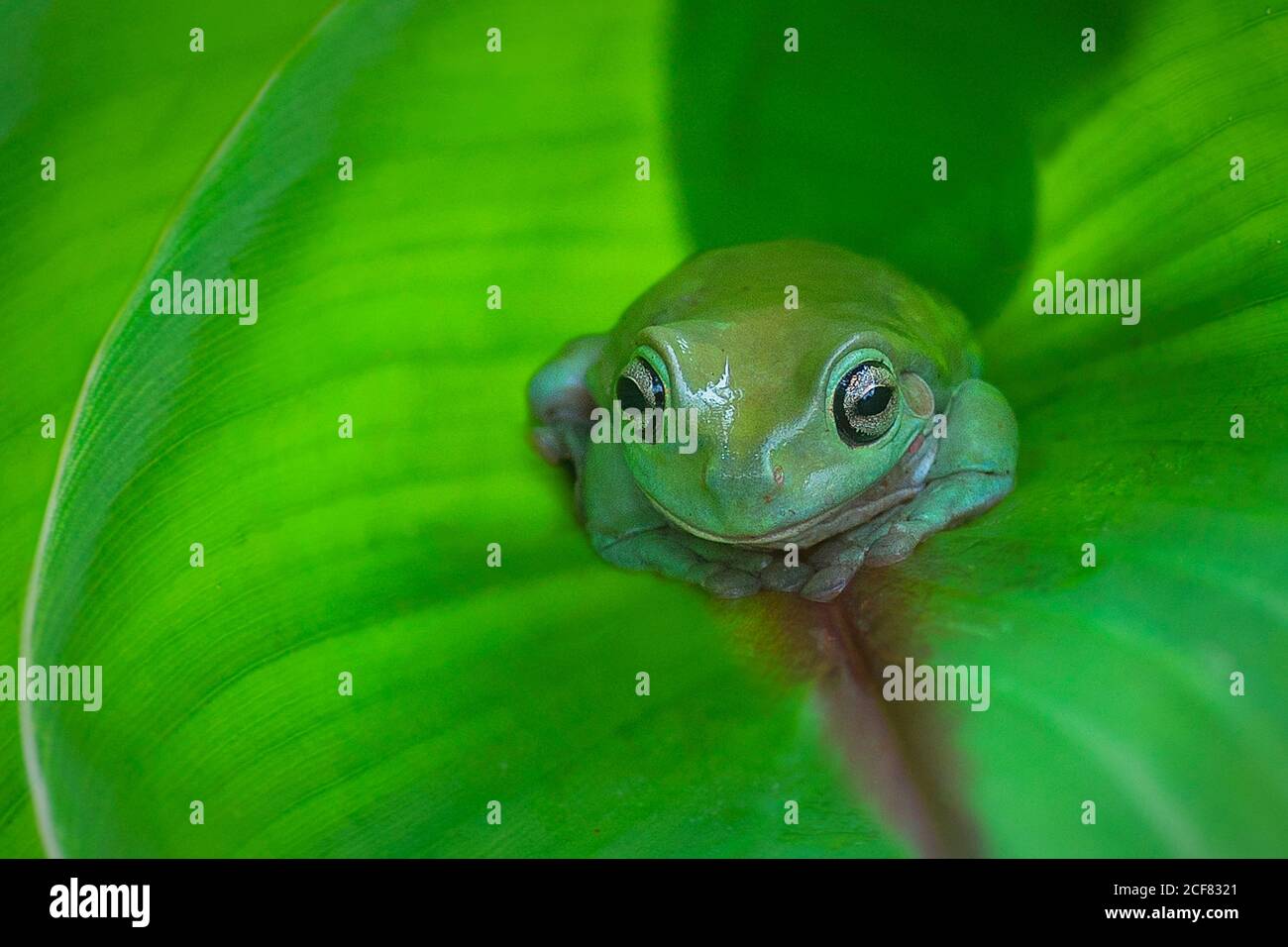 Flying leaf frog hi-res stock photography and images - Alamy