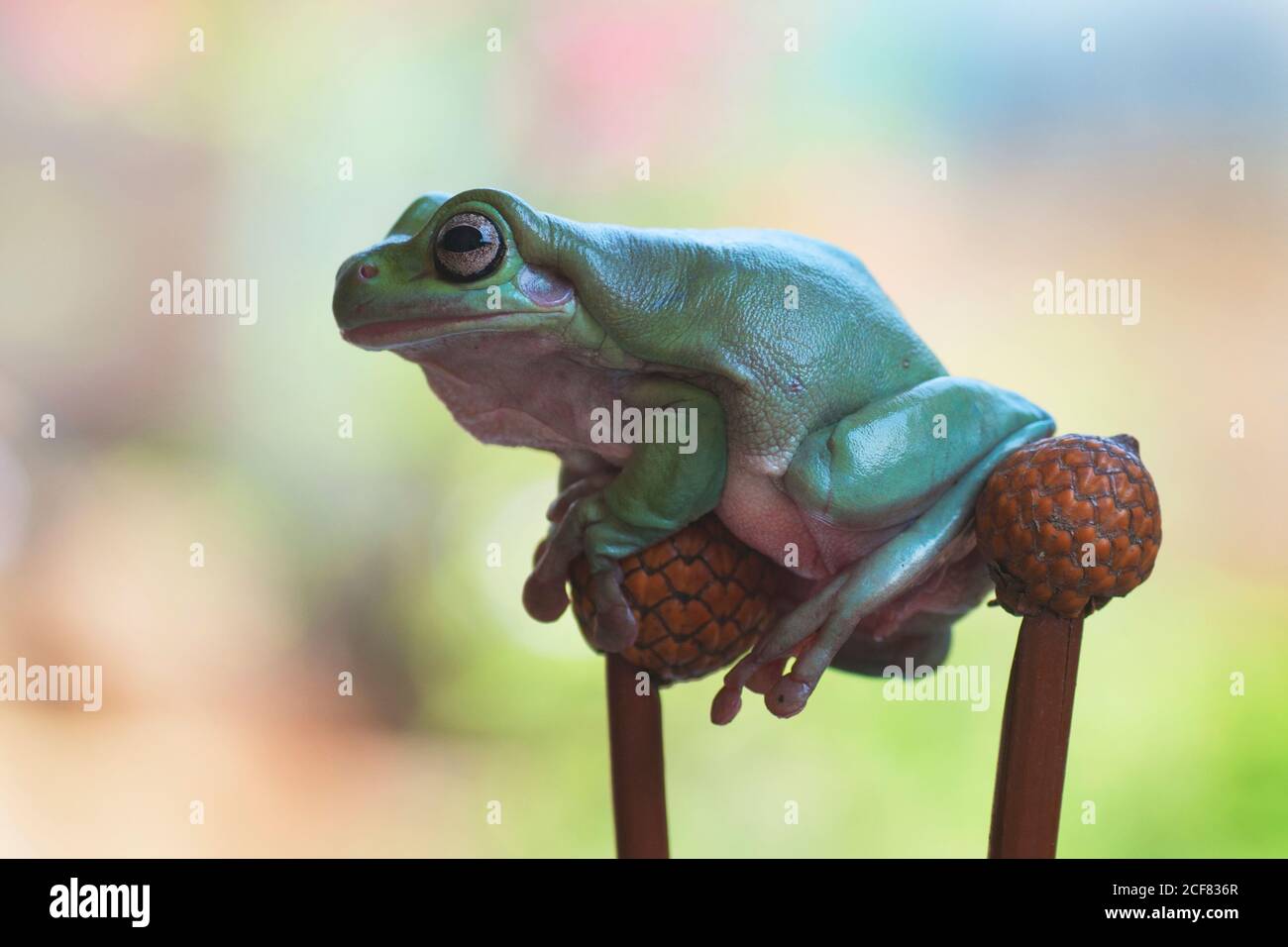 Tree Frogs Sitting on a Branch Stock Photo - Alamy