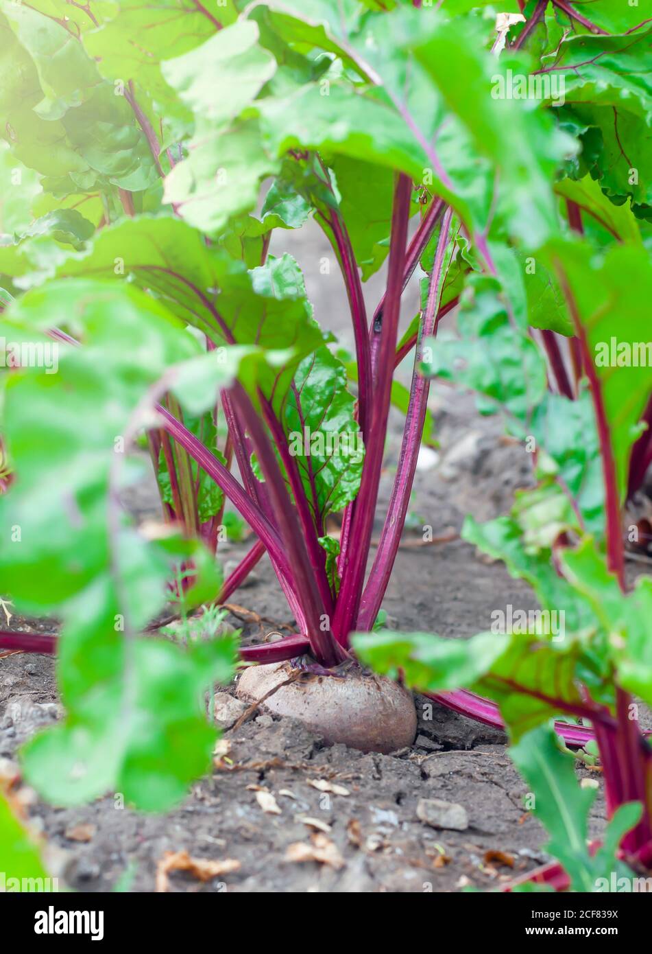 Organic beets in a vegetable garden, close-up, vertical orientation ...