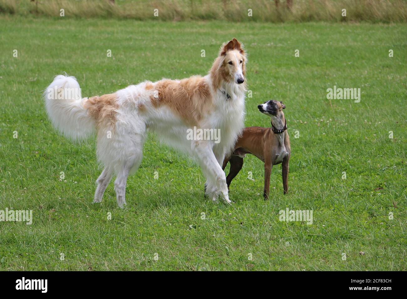 Russian greyhound hi-res stock photography and images - Alamy