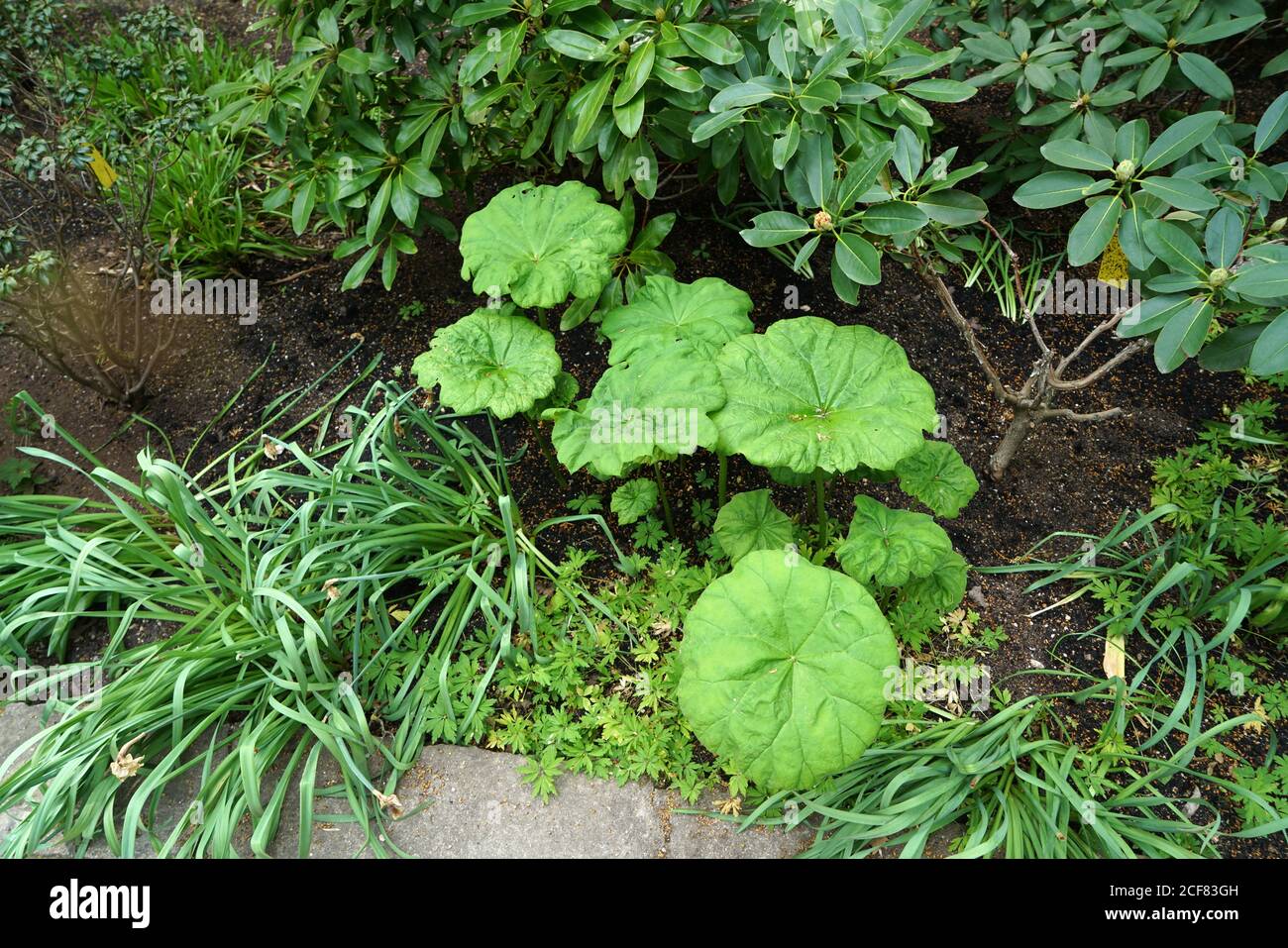 Leaves of an astilboides plant Stock Photo - Alamy