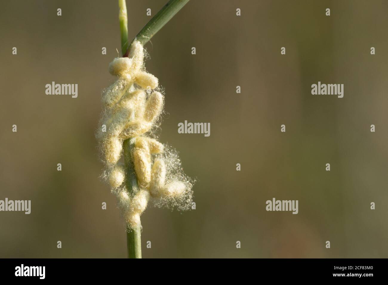 Parasitic wasp cocoons hi-res stock photography and images - Alamy