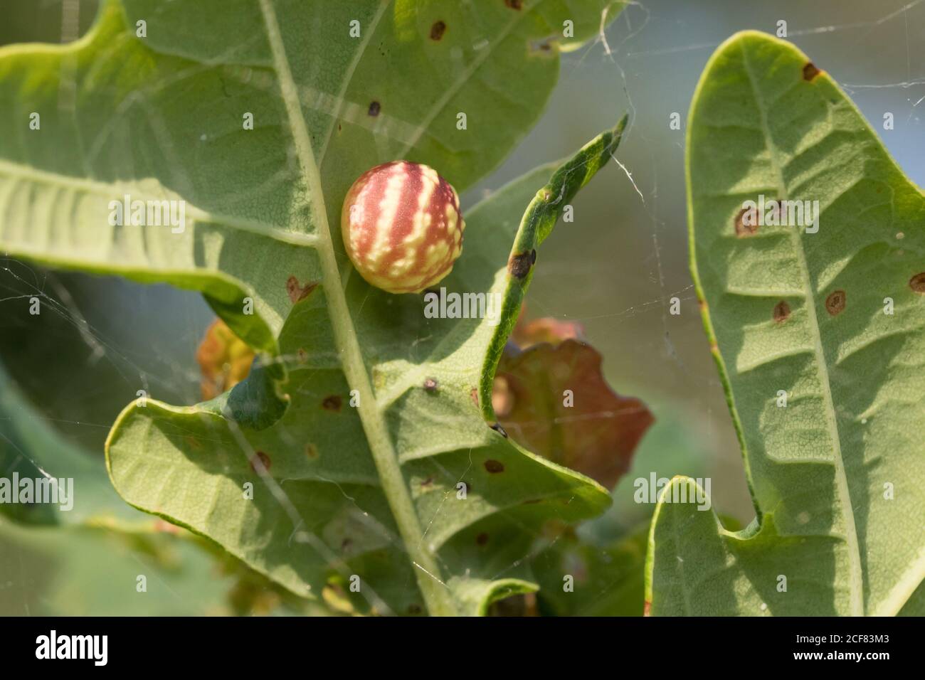 Striped pea gall formed by the wasp Cynips longiventris on oak. Sussex ...
