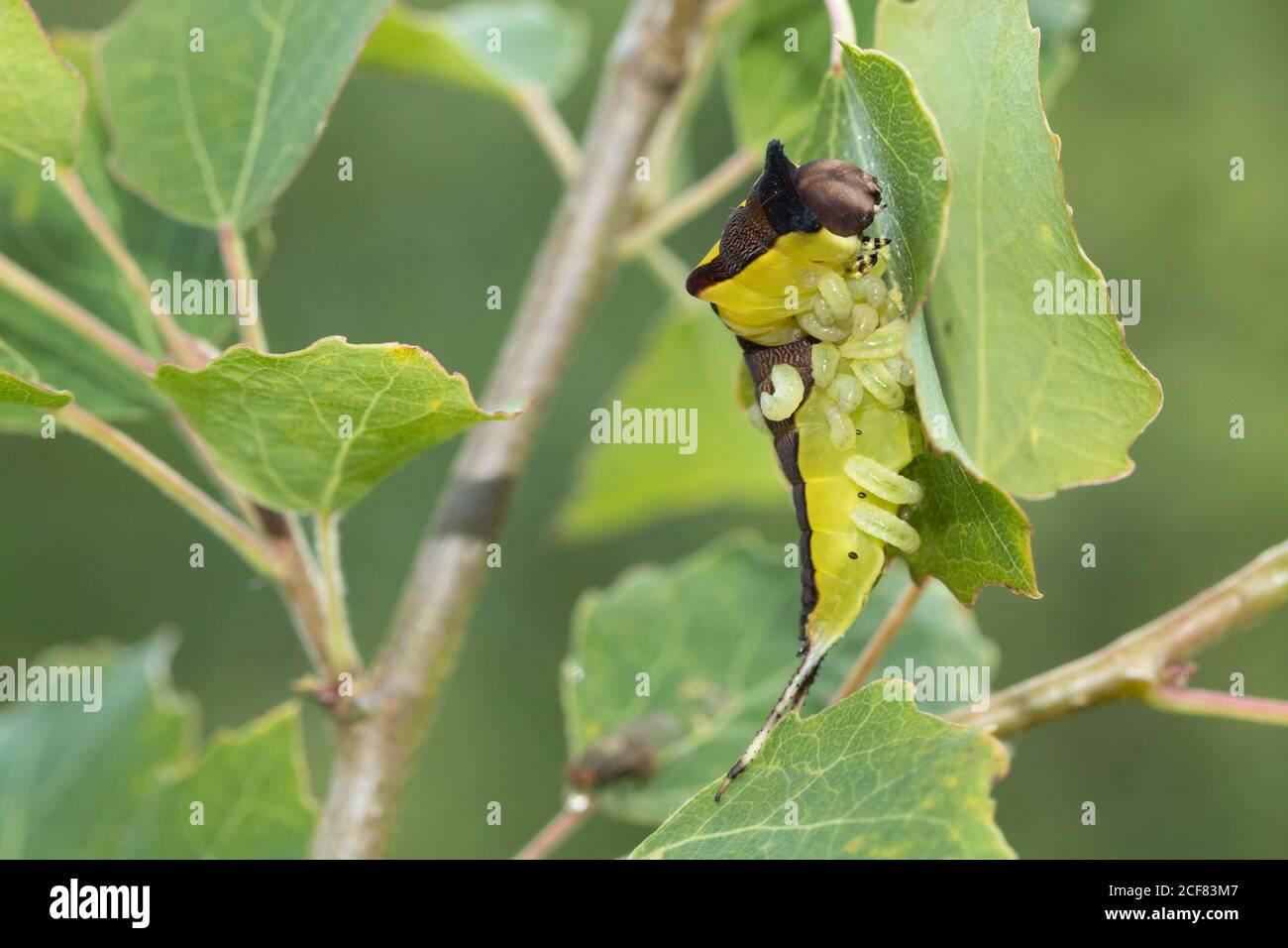 Parasitic moth larvae hi-res stock photography and images - Alamy